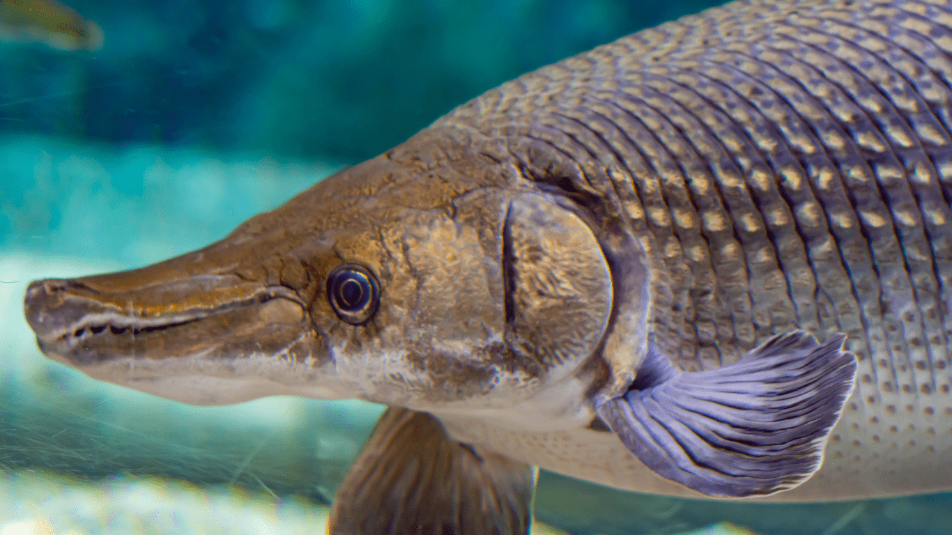 Ancient Survivors: Prehistoric Fish Caught in Modern Waters and Their ...