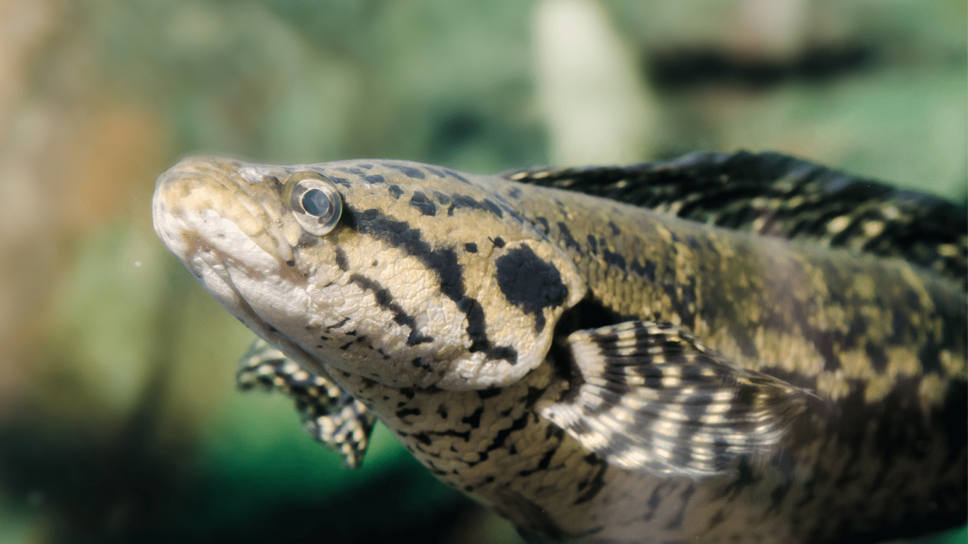 Exotic Catches in Unexpected Places: Rare Fish Sightings Redefining ...