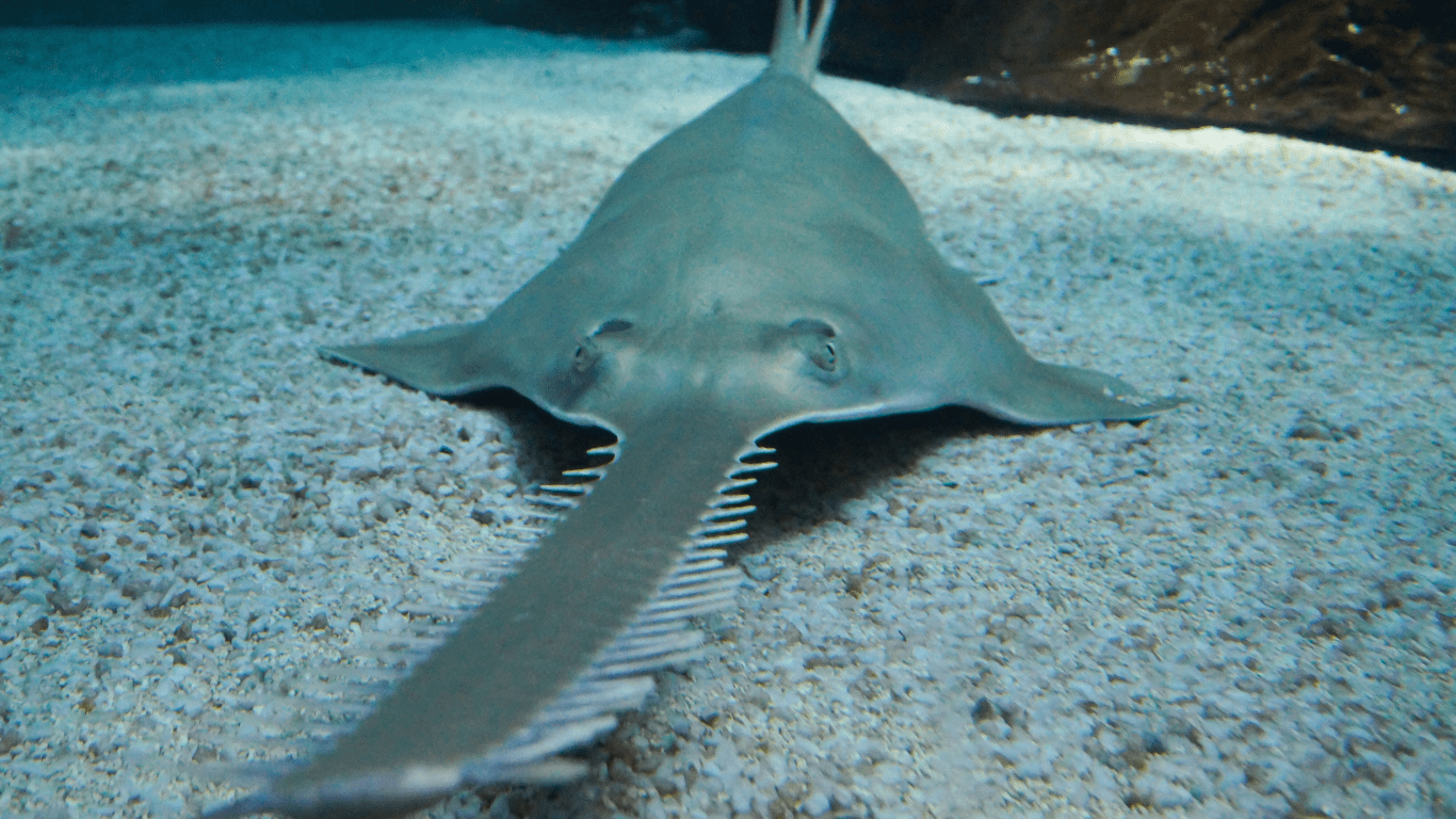 Protected Species: What Every Angler Needs to Know About Endangered ...