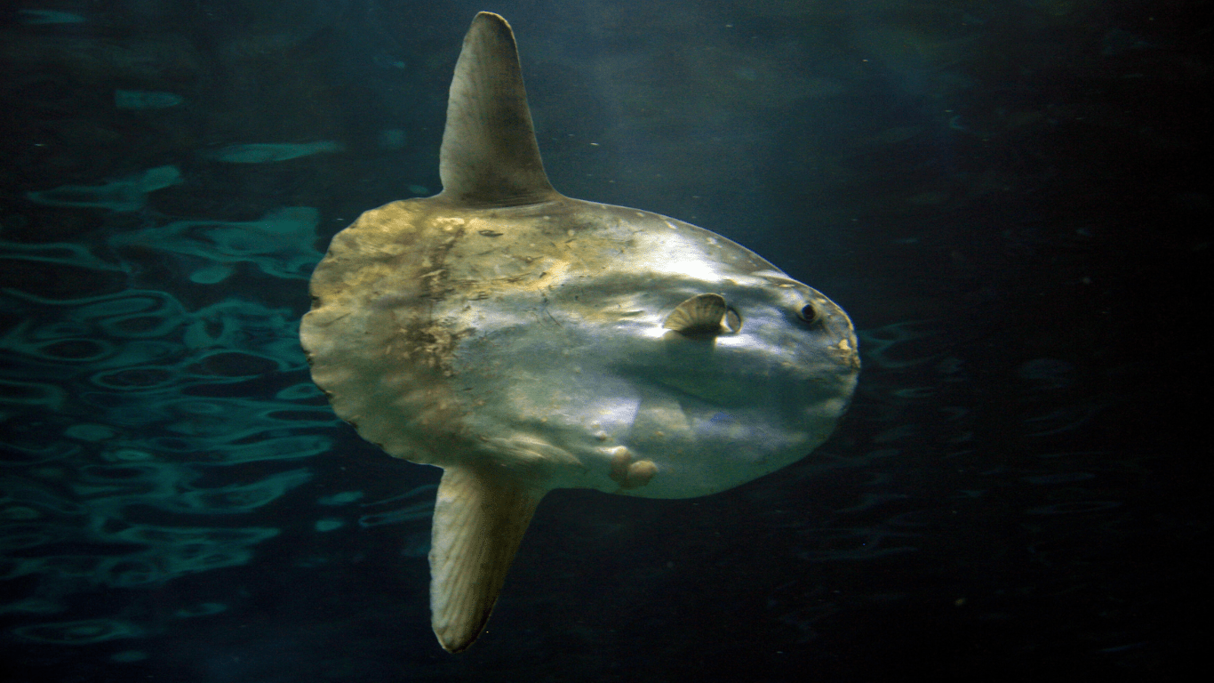 Rare and Unbelievable: The Strangest Fish Ever Caught That Will Leave ...