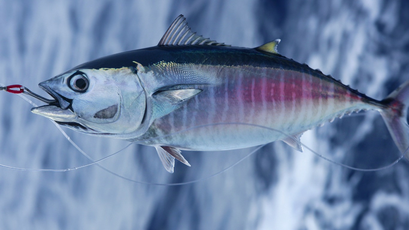 Record-Breaking Deep-Sea Giants: Legendary Anglers Who Made History ...