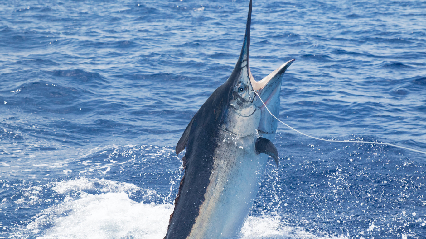 Record-Breaking Deep-Sea Giants: Legendary Anglers Who Made History ...