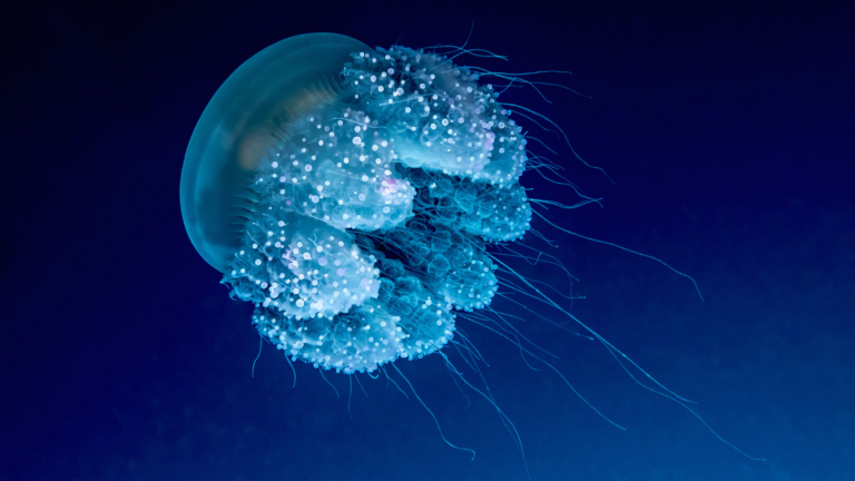 Shocking Deep-Sea Discoveries: Meet the Creatures from the Ocean’s ...