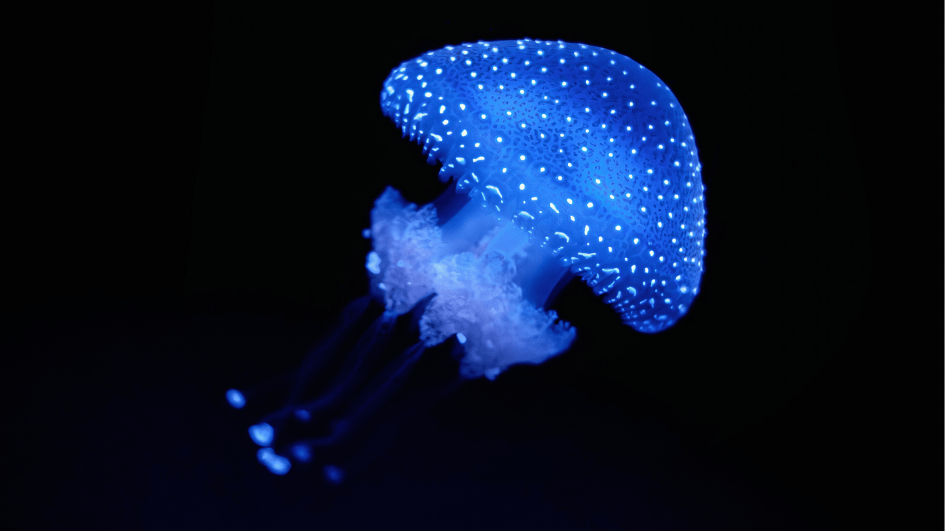 Shocking Deep-Sea Discoveries: Meet the Creatures from the Ocean’s ...