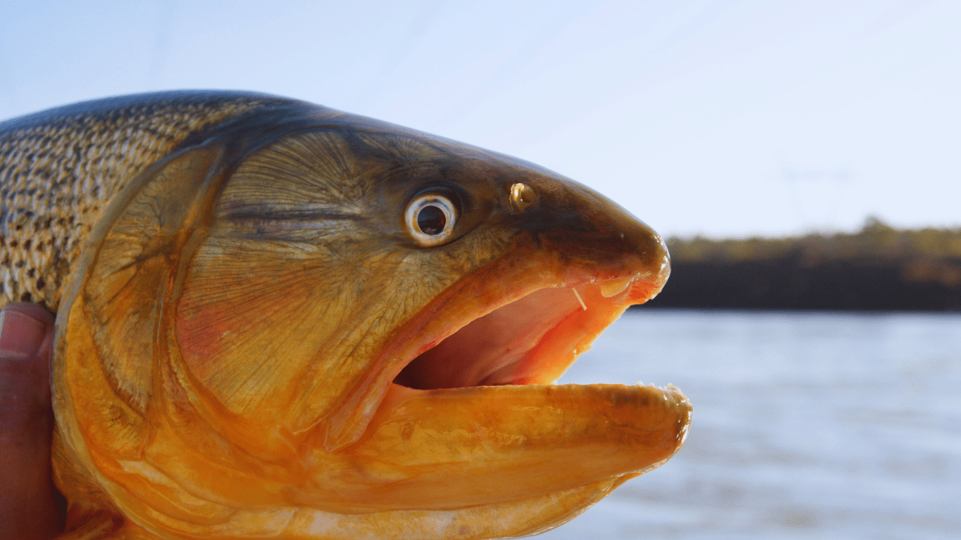 The Elusive Golden Dorado: Legendary Catch or Every Angler’s Ultimate ...