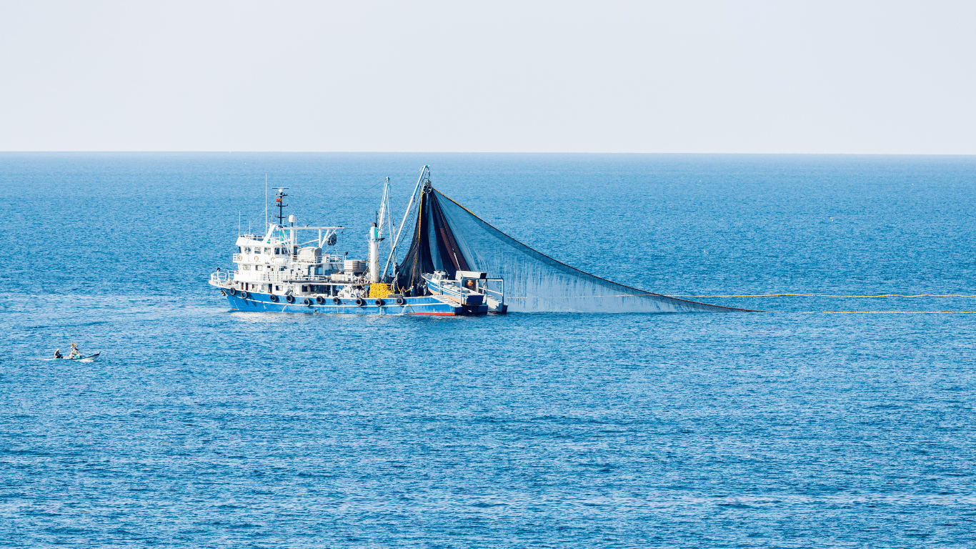 The Future of Fishing: How Sustainable Practices Are Revolutionizing ...