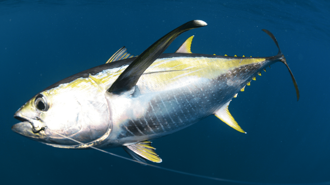 The World’s Most Expensive Fish Ever Caught and Sold: $3.1 Million ...