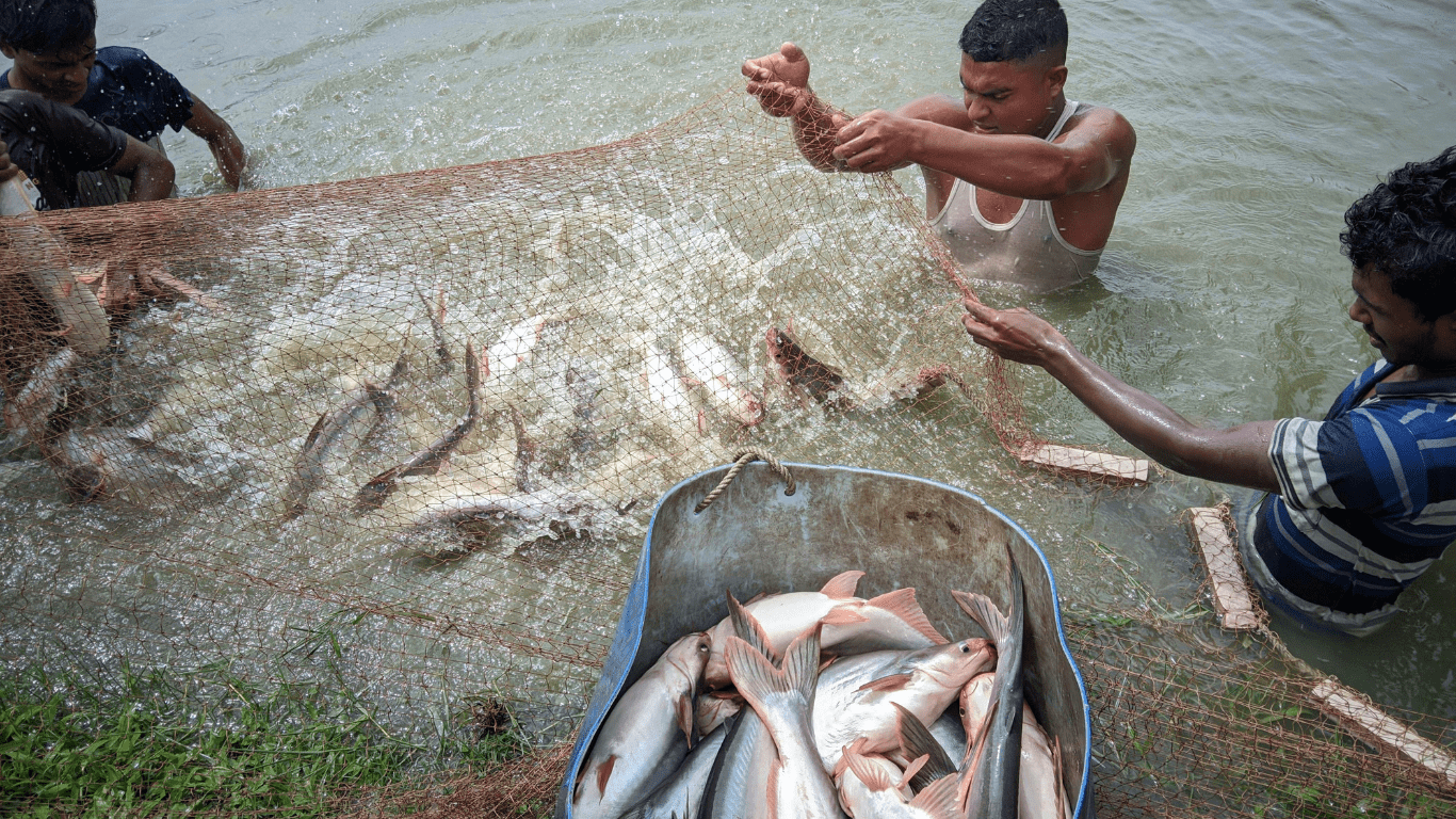The Rise of Sustainable Fisheries: Ethical Practices That Benefit ...