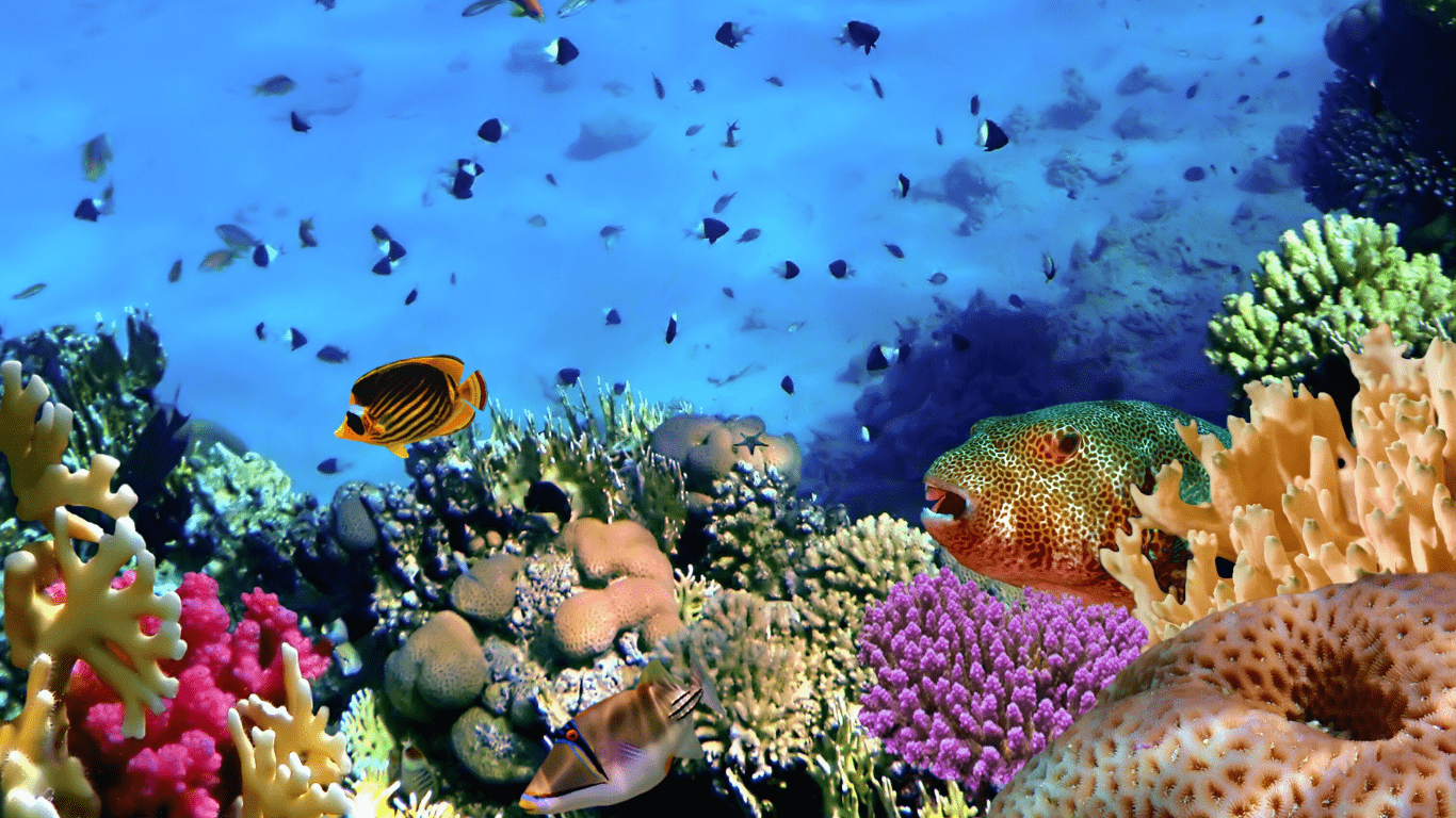 The Role of Artificial Reefs: Can They Help Restore Marine Habitats and ...